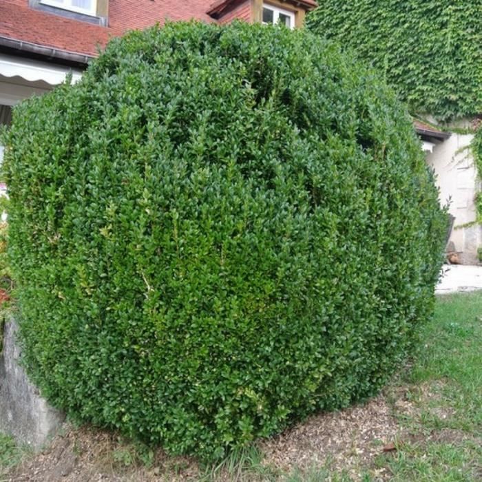 Buxus sempervirens - Buis - Arbres - Cartes De Crédit
