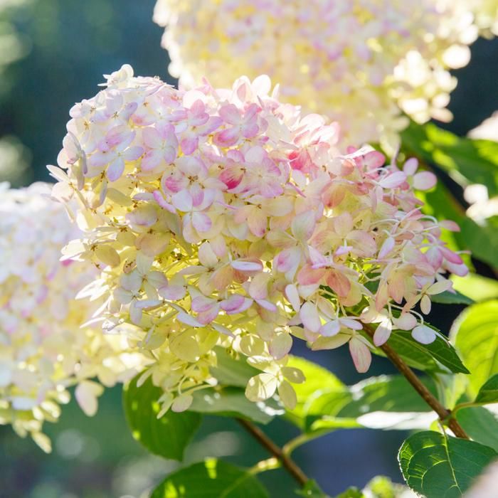 Hortensia paniculata phantom - Hydrangea paniculata phantom Pot 3L ...