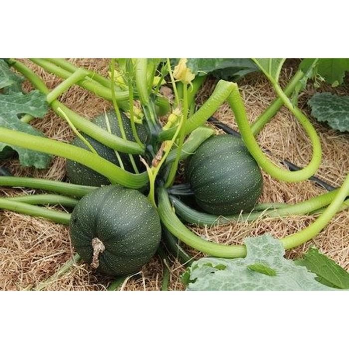 25 Graines de Courgette ronde - légume ancien potager - semences ...