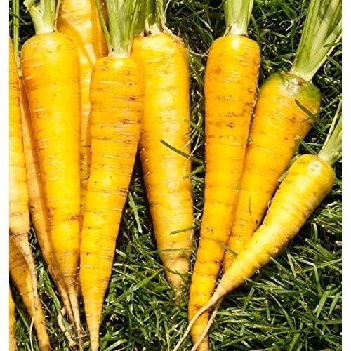 WEYE-Graines de carottes (Carotte Jaune du Doubs)[533] - Cdiscount Jardin