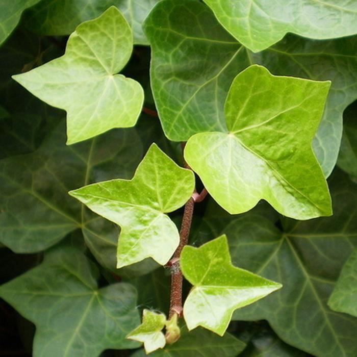 Lierre commun Hedera Helix à feuilles persistantes Plante grimpante ...