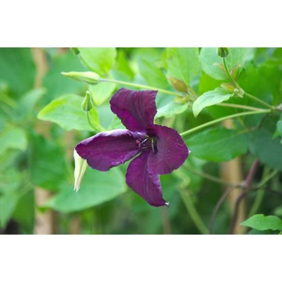 Plante Grimpante - Dark Eyes - Cdiscount Jardin