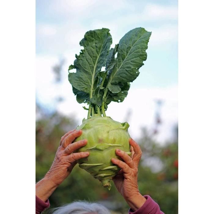 WEYE-Graines géantes de chou-rave de chou (Kohlrabi 1000+) Légume d ...