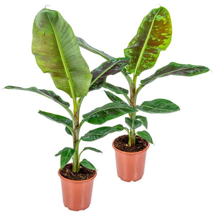 2x Musa Cavendish - Bananier - Plante d'intérieur - Purificateur d'air ...