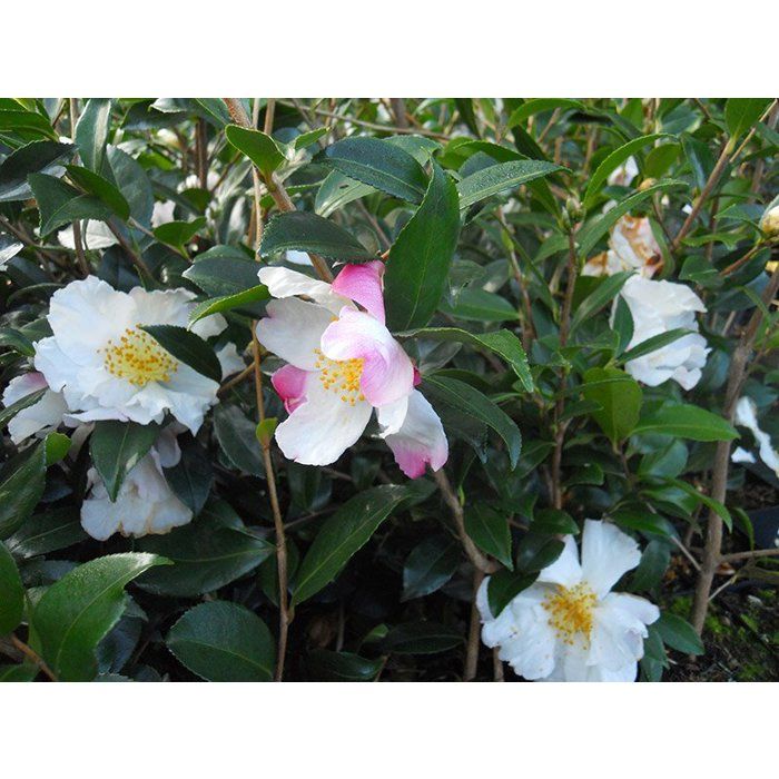 1 PIANTA CAMELIA SASANQUA HINODE GUMO VASO 21CM ARBUSTO RESISTENTE AL ...