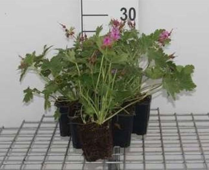 Geranium macrorrhizum 'Bevan's Variety' - Plante vivace rustique en pot ...