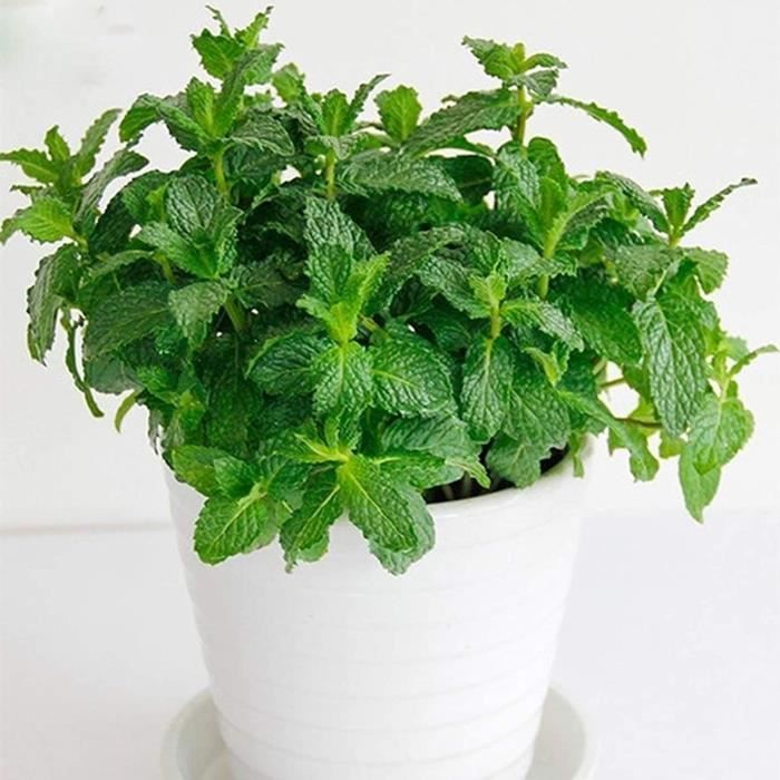 Graines de basilic, 1 sac de graines de menthe vivace multifonctionnel ...