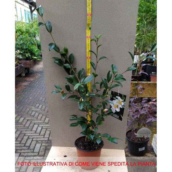 1 PIANTA CAMELIA SASANQUA HINODE GUMO VASO 21CM ARBUSTO RESISTENTE AL ...