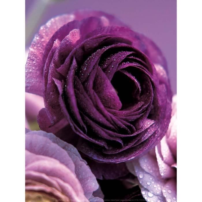 Affiche Roses - Roses Kei MUTO - 30x40 cm - Cdiscount Maison