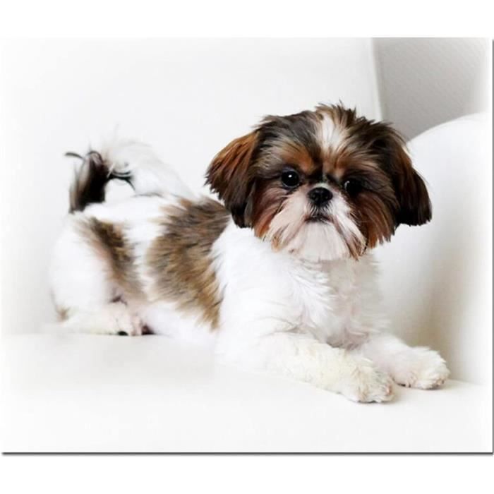 5D Diamond Painting Kit, Chien Shih Tzu Diy Diamond Painting ...
