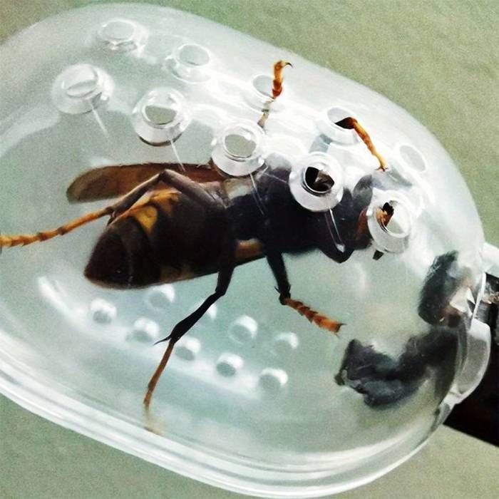 Piège Capture Insectes avec Pince – Élimination facile sans contact ...