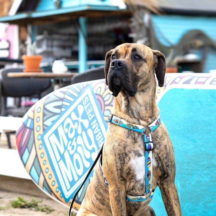 Harnais en H Max & Molly Aloha Taille L - Élégant et Pratique - Cdiscount