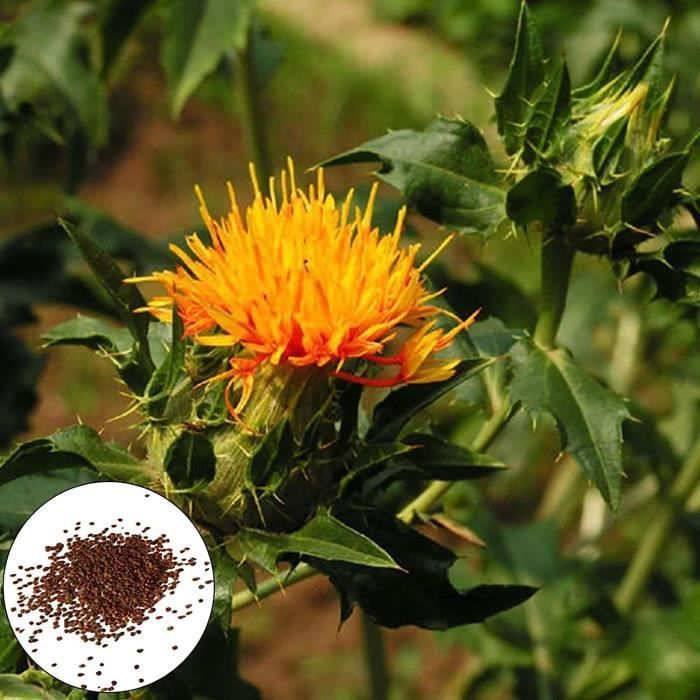 Graines De Safran, 300Pcs - Sac Floraison Écologique Comestible Facile ...