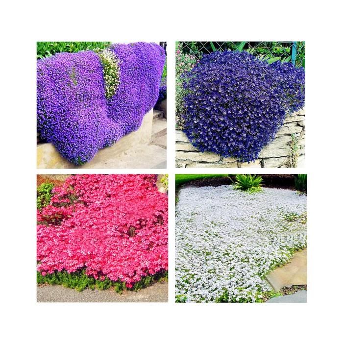 800 Graines de Thym Serpolet Rouge Plante Vivace Couvre-Sol,graines ...