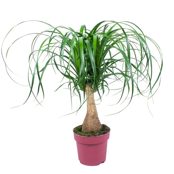 Beaucarnea Recurvata - Pied d’éléphant - Plantes d’intérieur - Hauteur ...