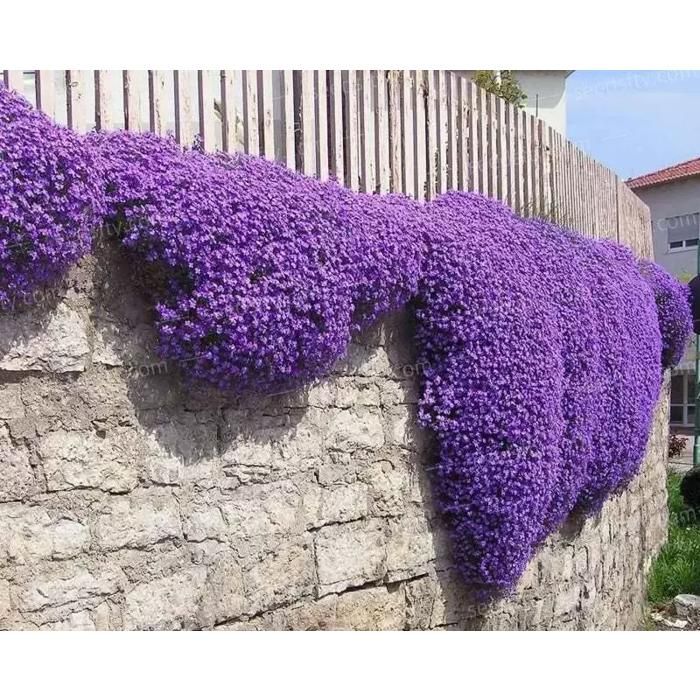 800 Graines de Thym Serpolet Rouge Plante Vivace Couvre-Sol,graines ...