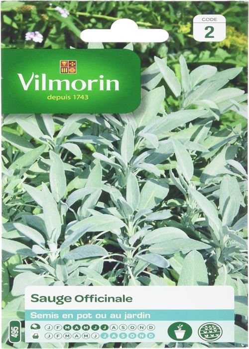 Sauge officinale Plante aromatique vivace en pot ou jardin Floraison ...