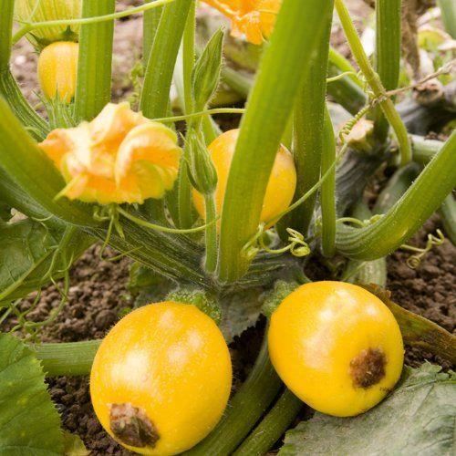 Suttons Seeds 161352 Graines de courgette One Ball F1 - Cdiscount Jardin
