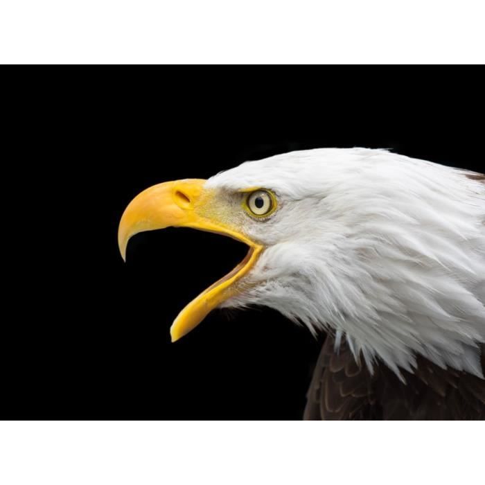 Poster Affiche Aigle Pygargue Embleme Etats Unis Photo Animal Sauvage ...