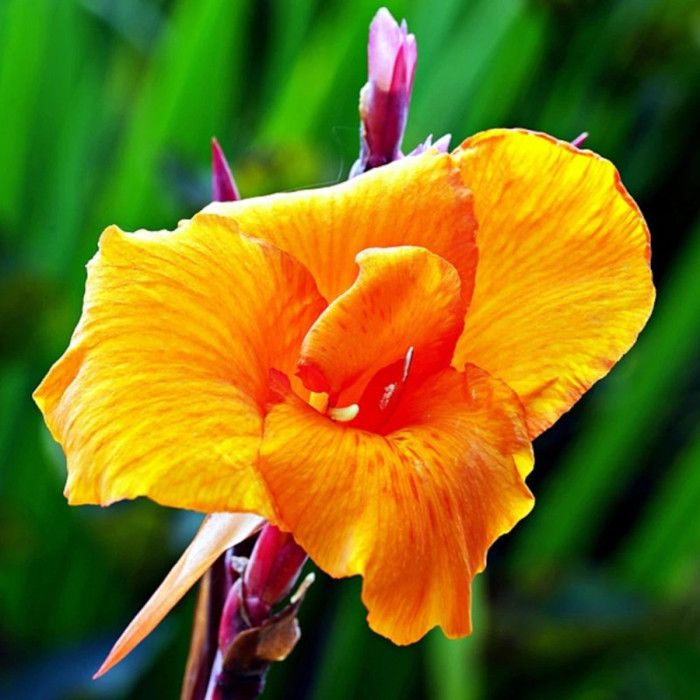 Bulbe de Canna haut Panach - Cdiscount Jardin