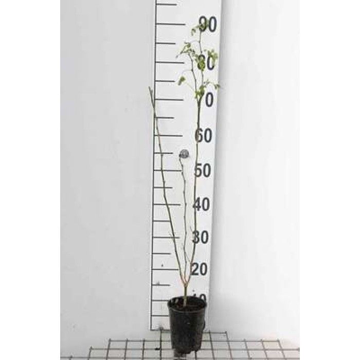 Hippocrepis emerus coronilla emerus Coronille Arbrisseau Coronille mrus ...