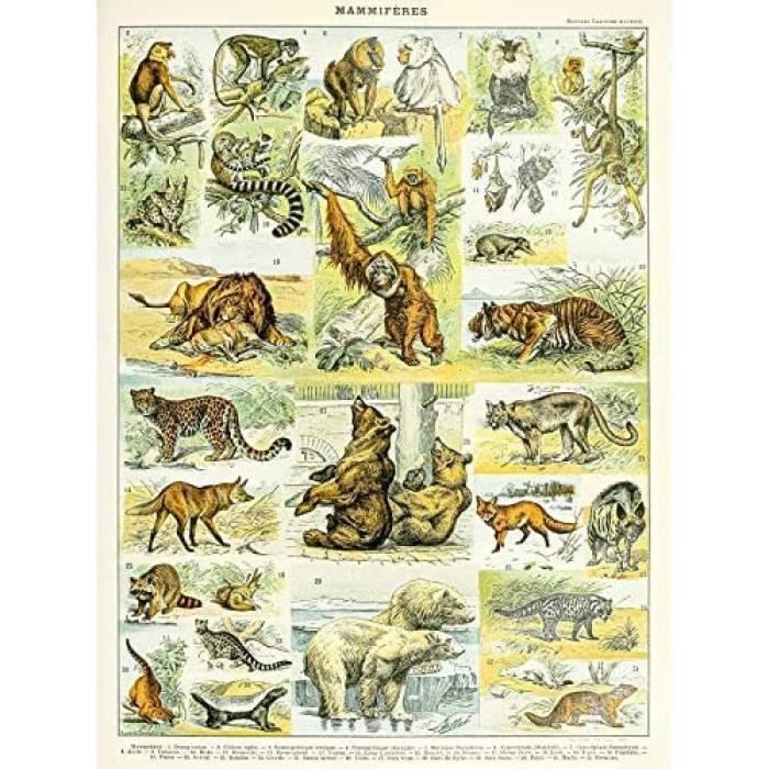 Millot Encyclopedia Page Mammals Lion Bear Art Print Canvas Premium ...