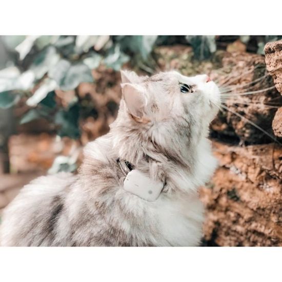 Girafus® Pro-Track-tor RF - Géolocalisation Tracker Traceur pour Chien ...