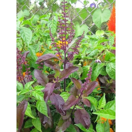 LI-300 Graines de Basilic sacré Ocimum tenuiflorum, Purple Holy Basil ...