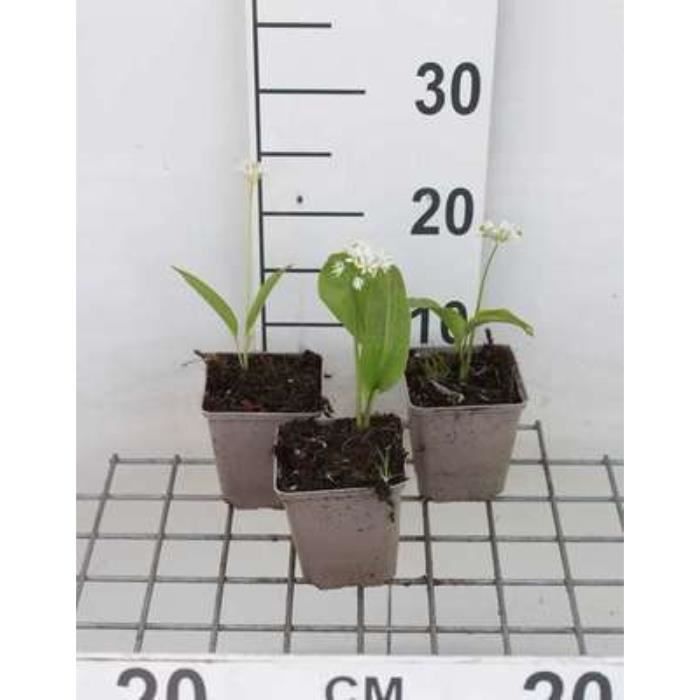 Plante Allium ursinum (daslook) - Ail sauvage en pot de 9 x 9 cm ...