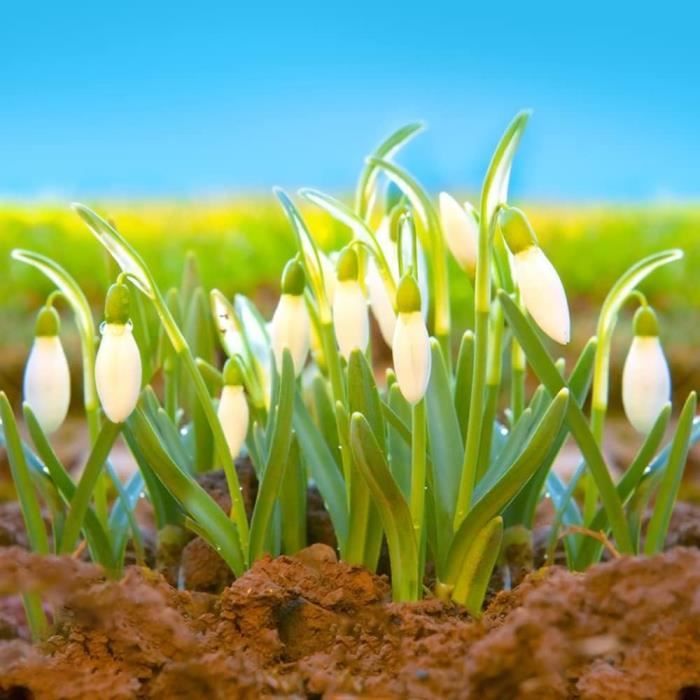 Bulbes De Perce-Neige Plantes Rustiques Pour Le Jardin Plantes Vivaces ...