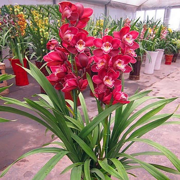 Graines de Cymbidium grandiflora 100 rose-jaune-vert-violet SVC031113 ...