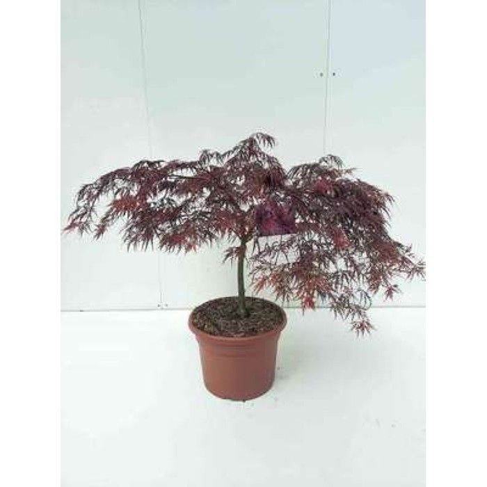 Acer palm. Inaba Shidare Erable Du Japon rable Palm Inaba Shidare 60 80 ...