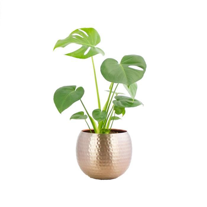Plante d'intérieur – Monstera Deliciosa en pot métal or rose nr. 2 ...