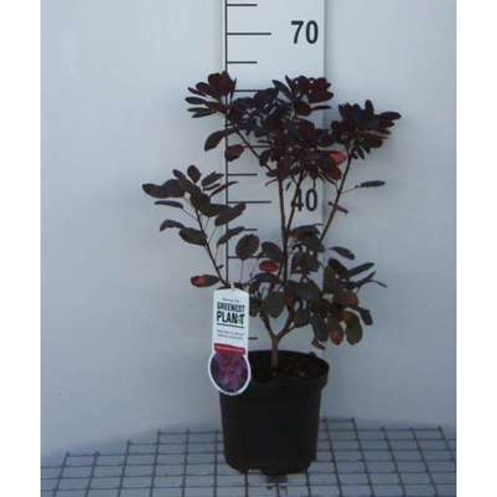 Cotinus cogg. Royal Purple Arbre Perruque Pourpre Fustet 40 60 cm en ...