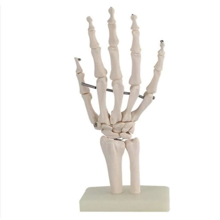 Humain Main Squelette Modèle, Grandeur Nature Anatomique Os de la Main ...