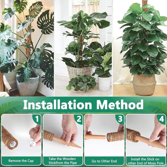 Tuteurs Monstera, quatre tuteurs en coco de 40 cm, mousse de sphaigne ...