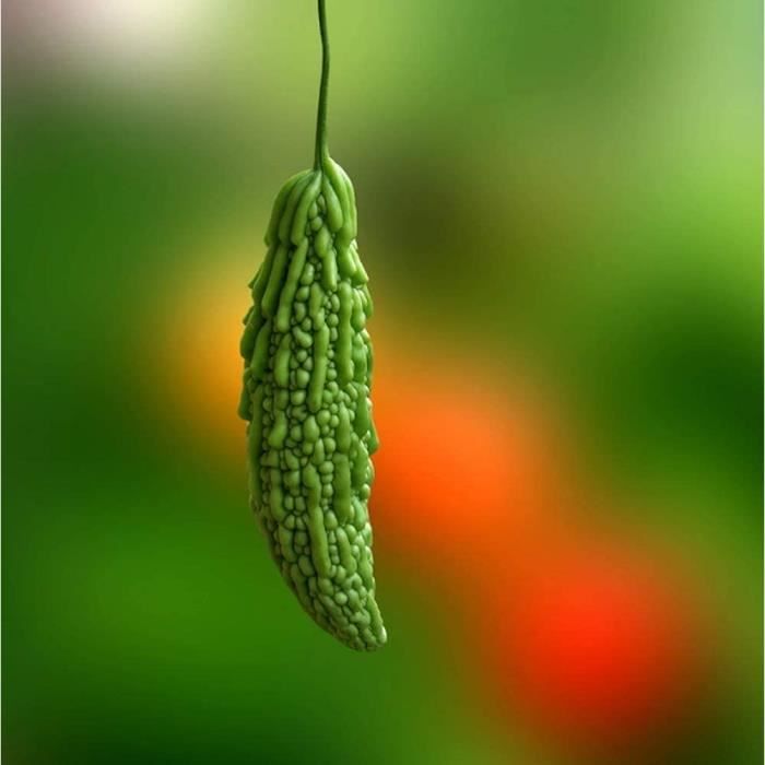 100 pièces Courge amère Des graines pour planter des légumes à feuilles ...