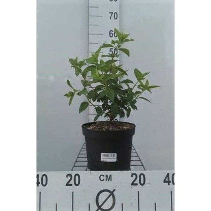 Hydrangea pan. Diamond Rouge Hydrange Panicul Hortensia Panicul 40 50 ...
