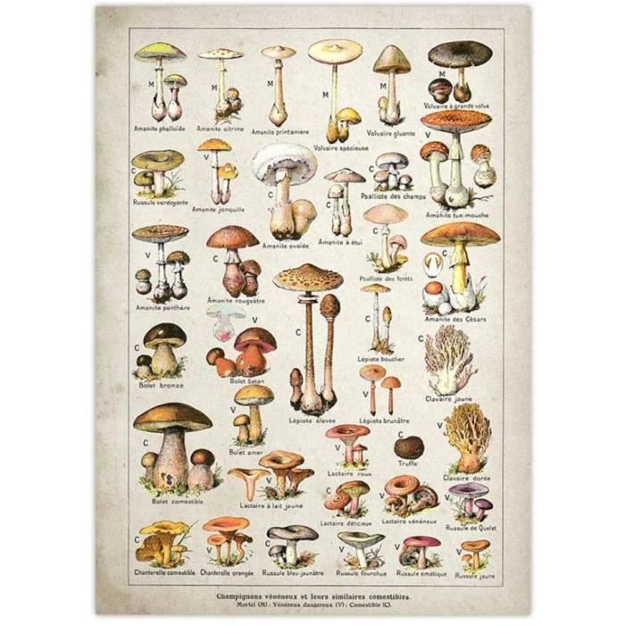 Posters Impressions sur Toile,Affiche Éducative Botanique Champignons ...