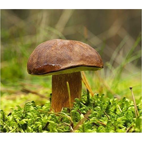 Boletus Badius - Mycélium - Forêt champignons - Cultivez vos propres ...
