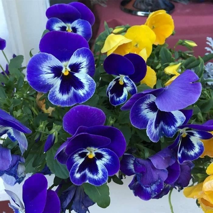 100 pièces Belles graines de fleurs de pensée Viola d'héritage rustique ...