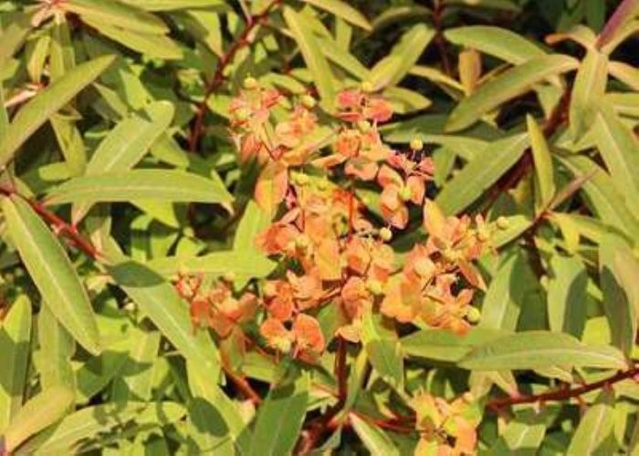 Euphorbia griffithii 'Dixter' - Euphorbe vivace en pot 9x9 cm, fleurs ...