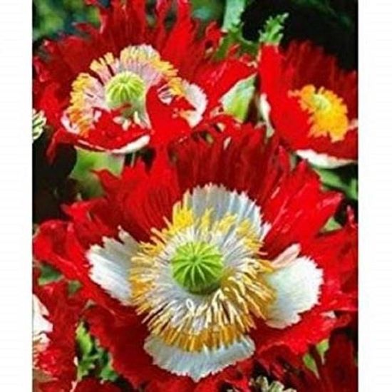 100 graines de pavot danois coquelicot -annuelle - fleur - Cdiscount Jardin