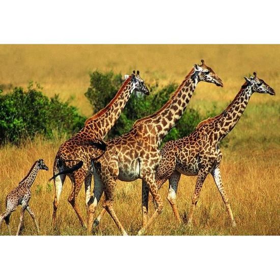 Puzzle 1000 Pièces Pour Adultes Mini Puzzles Girafe Ados Enfants ...