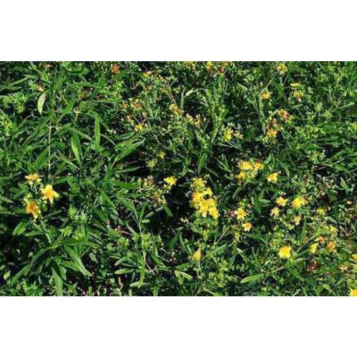 Hypericum dummeri Peter dummer Millepertuis Peter Dummer 20 30 cm en ...