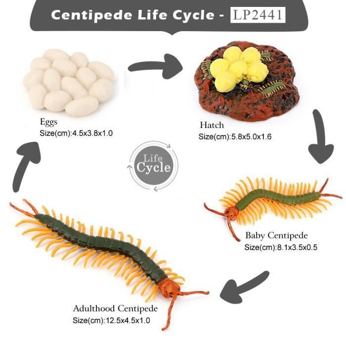 Centipede Life Cycle -Figurine de Cycle de vie moderne, papillon ...