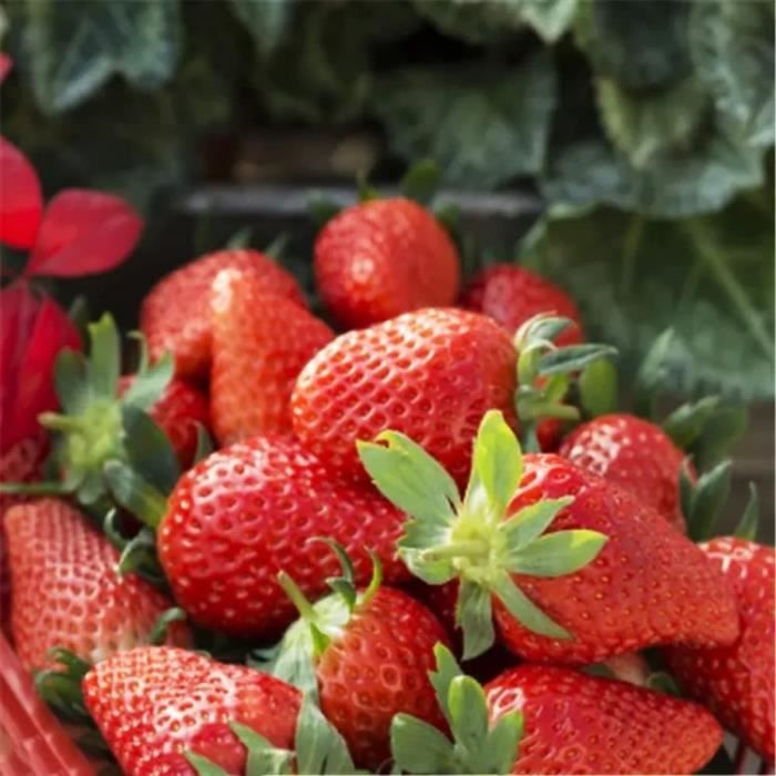 100pcs graines de fraise rouge débutants fruits faible entretien ...