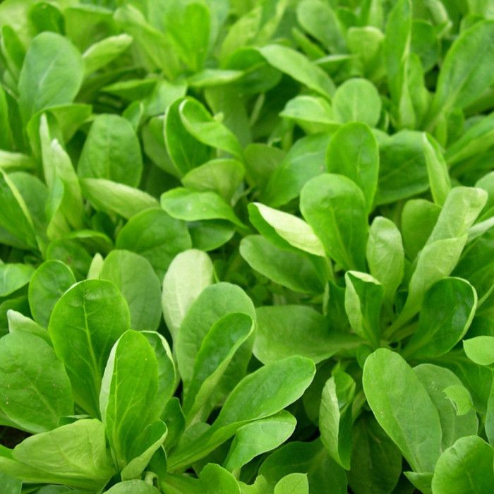 Graines de Mâche Palace - Vilmorin - Cdiscount Jardin