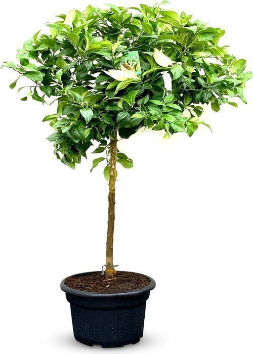 Sunny Tree Arbre Citronnier Grand - Arbre Fruitier de 150 cm - Agrume ...