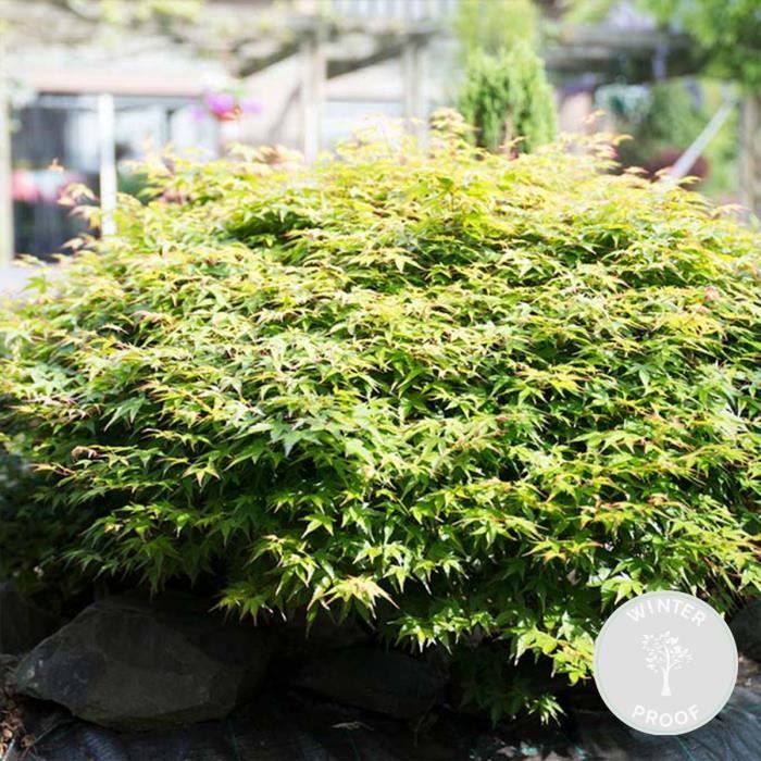 Acer palmatum 'Little Princess' – Érable du Japon – Arbuste - Rustique ...